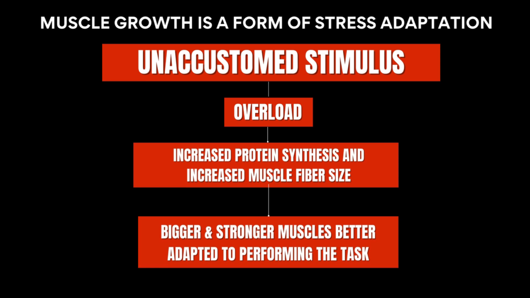 Best Rep Range for Muscle Growth For Natural Bodybuilders